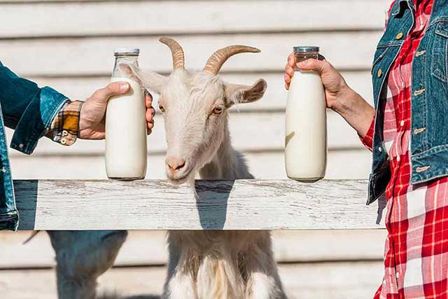 Leche de Cabra: ¿Es realmente más saludable que la leche de vaca?