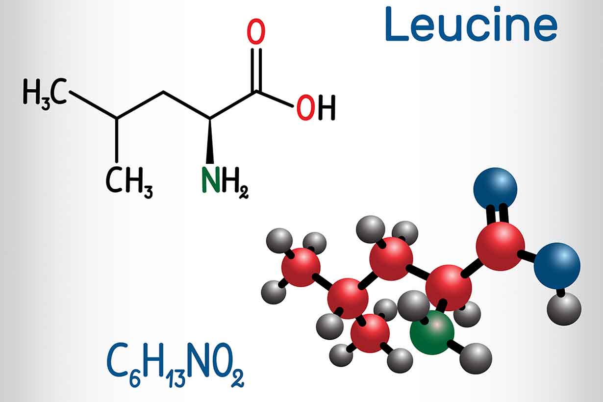 Leucina: Necesidades, Beneficios y Fuentes de Alimentos